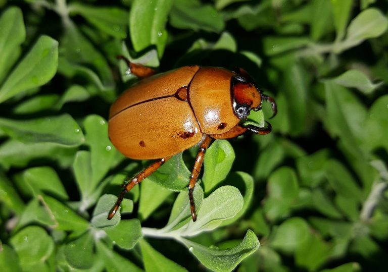 How to Get Rid of June Bugs (Naturally) - 2022 | BugWiz
