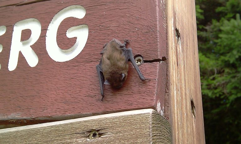 How to Get Rid of Bats Naturally (Little & Big Brown Bats) - 2022 | BugWiz