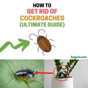 How to Get Rid of Cockroaches Naturally (Ultimate Guide) | BugWiz