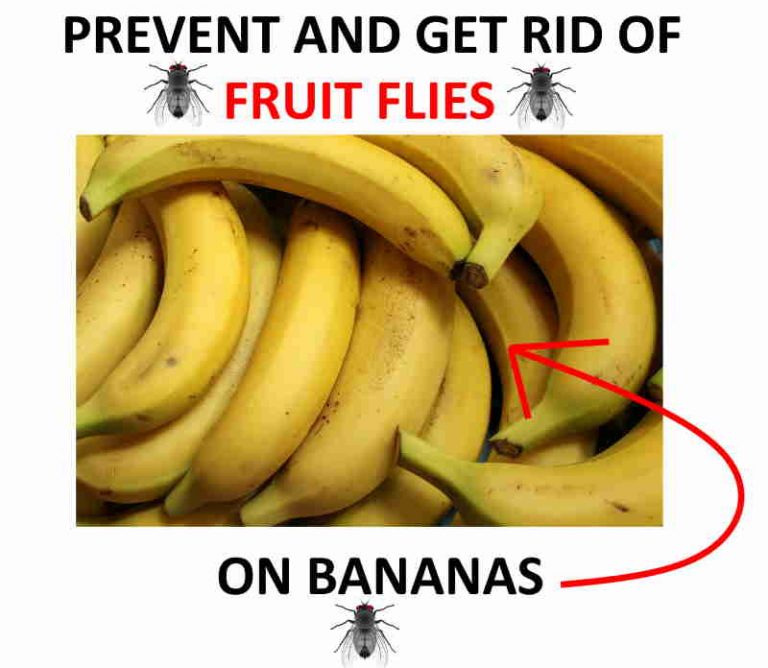 How to Prevent Fruit Flies on Your Bananas | BugWiz