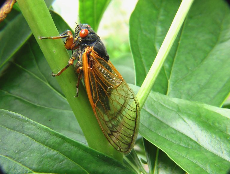 How to Get Rid of Cicadas (Everything You Need to Know) - 2021 | BugWiz