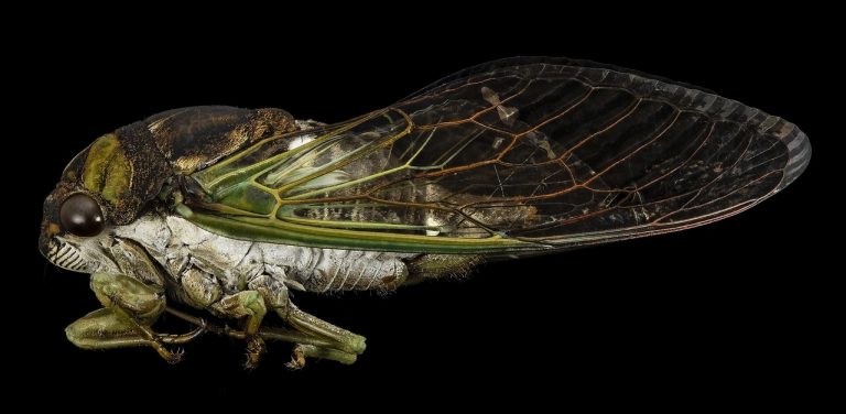 How to Get Rid of Cicadas (Everything You Need to Know) - 2021 | BugWiz