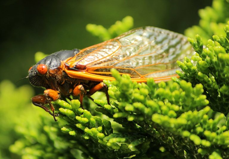 How to Get Rid of Cicadas (Everything You Need to Know) - 2021 | BugWiz