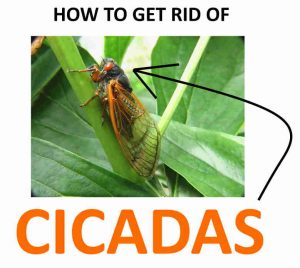 How to Get Rid of Cicadas (Everything You Need to Know) - 2021 | BugWiz
