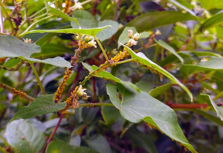 How to Get Rid of Milkweed Bugs (Naturally) | BugWiz