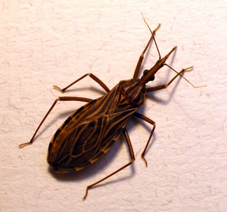 Get Rid of Kissing Bugs Naturally (Ultimate DIY Guide) | BugWiz