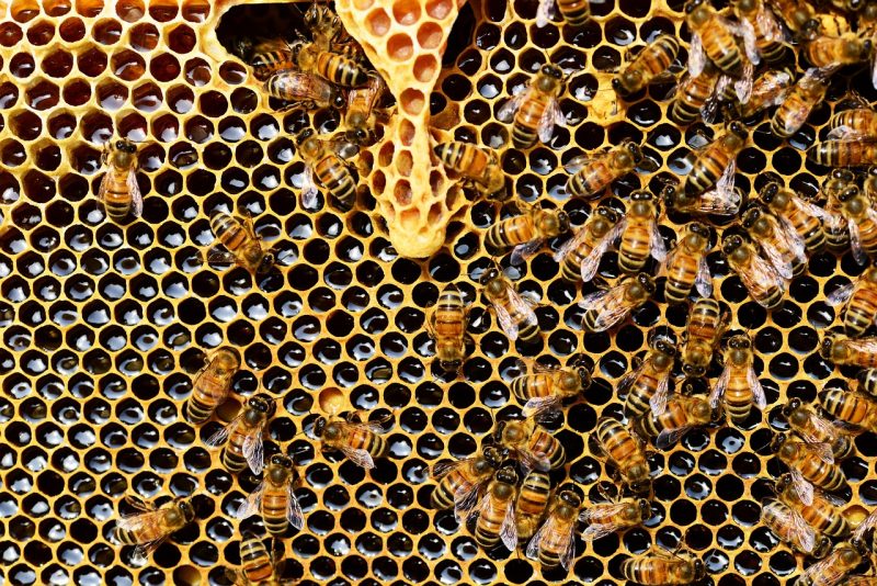 14 Plants That Repel Bees and Wasps (With Proof) | BugWiz
