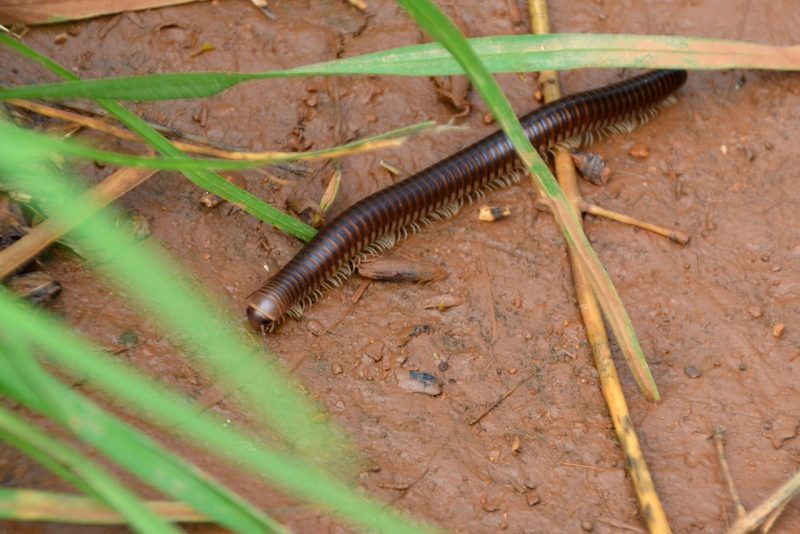 How to Get Rid of House Centipedes Naturally (Ultimate Guide!) | BugWiz