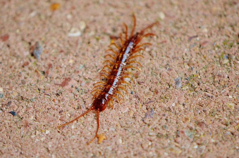 How to Get Rid of House Centipedes Naturally (Ultimate Guide!) | BugWiz