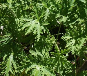 14 Plants That Repel Bees and Wasps (With Proof) | BugWiz