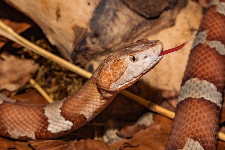 How to Get Rid of Copperheads Naturally (Both Yard and Home!) | BugWiz