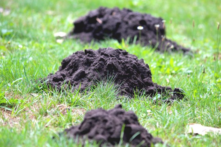 How to Get Rid of Moles in Your Yard (Natural Home Remedies!) | BugWiz