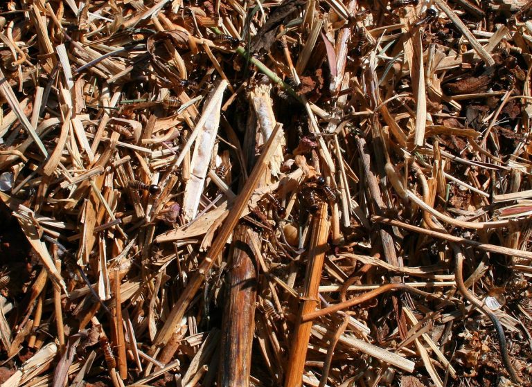 9 Ways to Get Rid of Flying Termites (Natural Home Remedies) | BugWiz