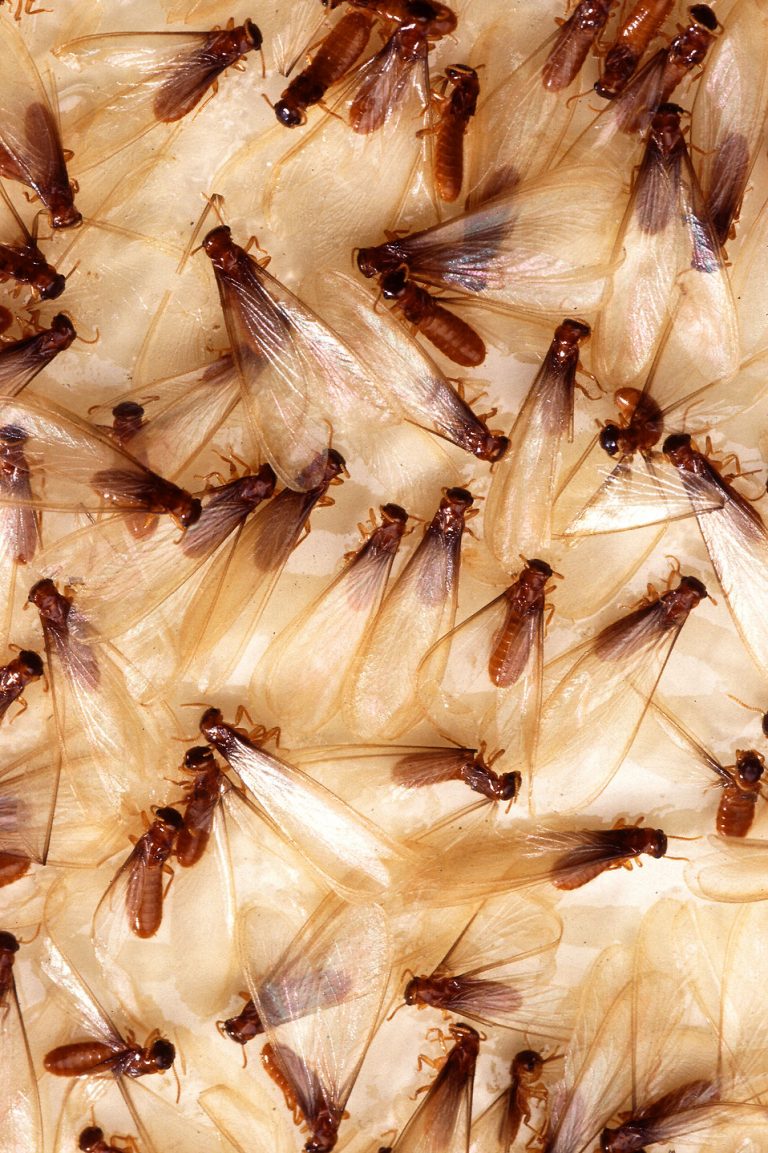9 Ways to Get Rid of Flying Termites (Natural Home Remedies) | BugWiz