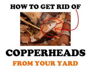 How to Get Rid of Copperheads Naturally (Both Yard and Home!) | BugWiz