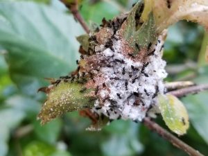 How to Get Rid of Mealybugs Naturally (Ultimate Guide) | BugWiz