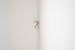 How to Get Rid of Midge Bugs (No-See-Ums) Naturally | BugWiz