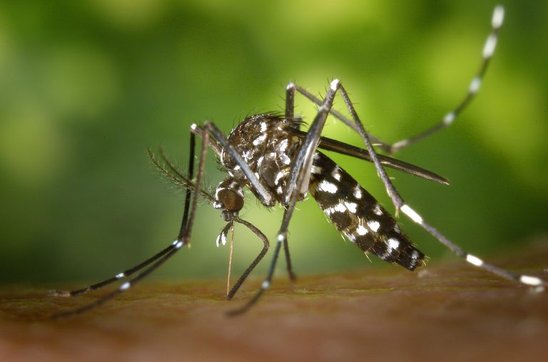 How to Get Rid of Midge Bugs (No-See-Ums) Naturally | BugWiz