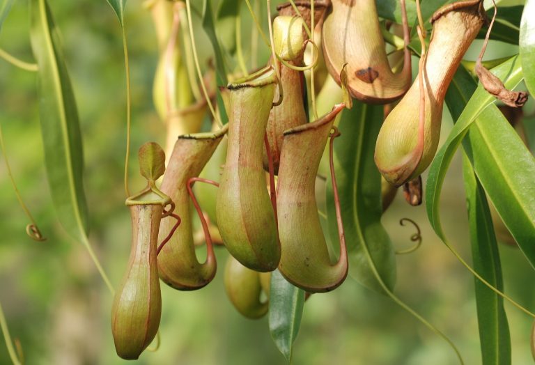 14 Plants That Repel Bees and Wasps (With Proof) | BugWiz