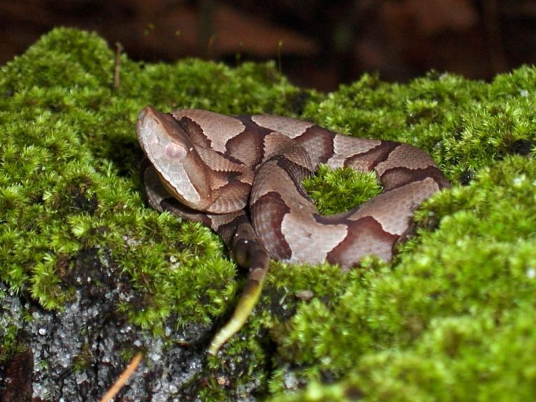 How to Get Rid of Copperheads Naturally (Both Yard and Home!) | BugWiz
