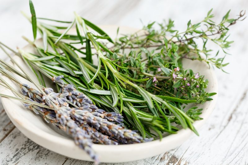 14 Plants That Repel Bees and Wasps (With Proof) | BugWiz