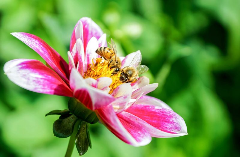 How to Get Rid of Midge Bugs (No-See-Ums) Naturally | BugWiz