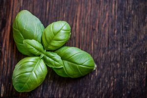 How to Get Rid of Bugs on Basil (Aphids, Beetles, Flies, Mites, and ...