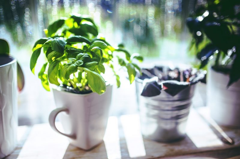 How to Get Rid of Bugs on Basil (Aphids, Beetles, Flies, Mites, and ...