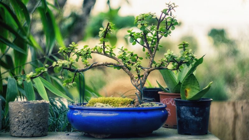 How to Get Rid of Bugs on Bonsai Trees (Naturally!) | BugWiz