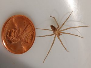 How to Get Rid of Brown Recluse Spiders (Naturally!) | BugWiz