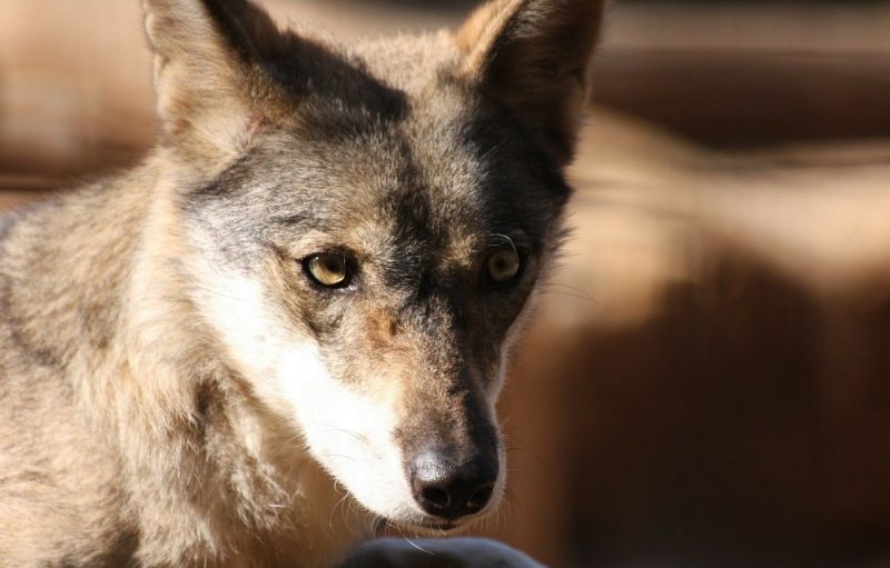 How to Protect Chickens from Coyotes (No More Missing Flock) | BugWiz