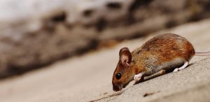 How to Get Rid of Field Mice Naturally (DIY Home Remedies) | BugWiz