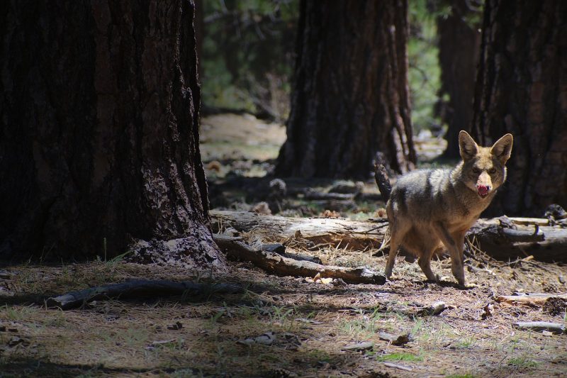 How to Protect Chickens from Coyotes (No More Missing Flock) | BugWiz