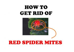 How to Get Rid of Red Spider Mites (Proven DIY Remedies) | BugWiz