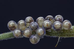 How to Get Rid of Red Spider Mites (Proven DIY Remedies) | BugWiz