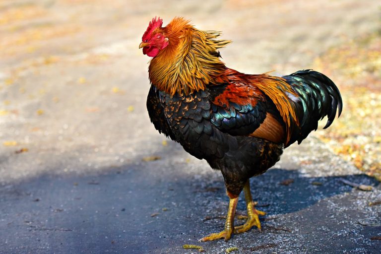 How to Protect Chickens from Coyotes (No More Missing Flock) | BugWiz