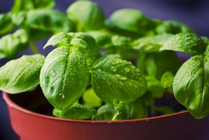 How to Get Rid of Bugs on Basil (Aphids, Beetles, Flies, Mites, and ...