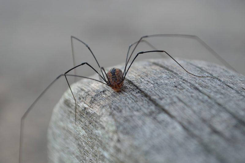 6 Ways to Get Rid of Daddy Long Legs (Naturally) | BugWiz