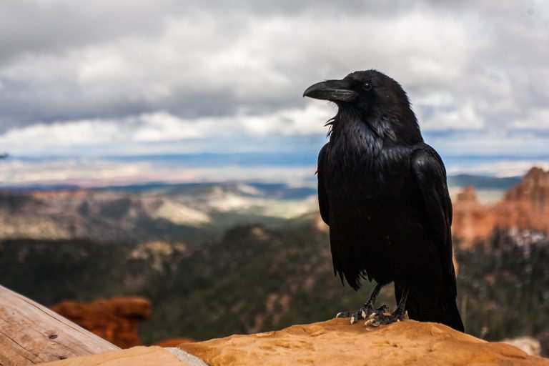 How to Get Rid of Ravens from Your Home (Naturally) | BugWiz
