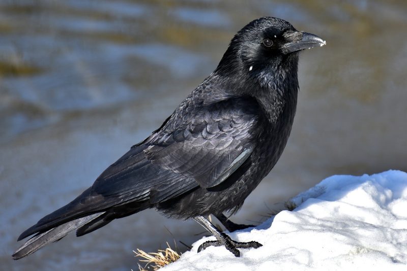 How to Get Rid of Ravens from Your Home (Naturally) | BugWiz