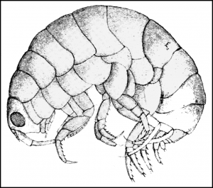 Hur man blir av med sandloppor på hundar (snabbt) | St. Charles