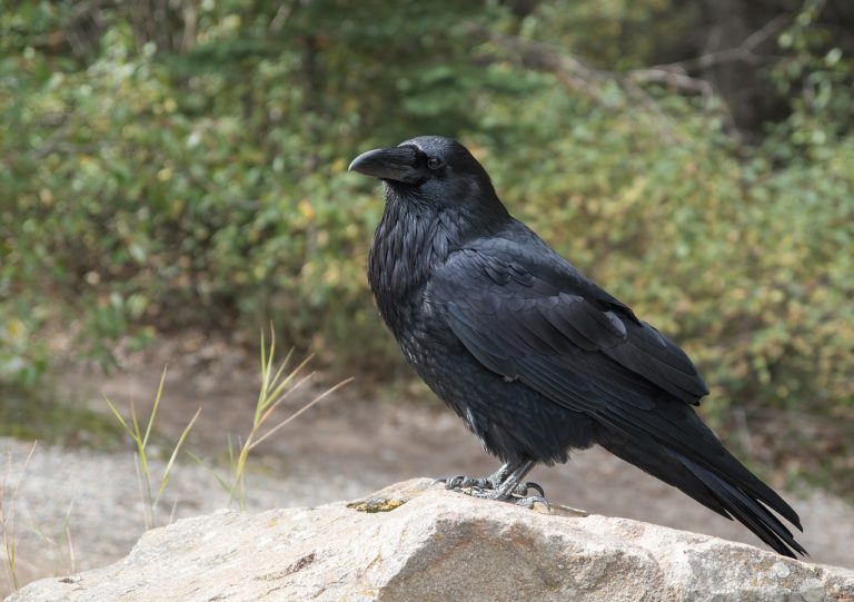 How to Get Rid of Ravens from Your Home (Naturally) | BugWiz
