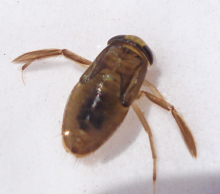 How To Get Rid Of Water Boatmen In The Pool Keep Them Out BugWiz How To Get Rid Of Water Boatmen In The Pool Keep Them Out BugWiz