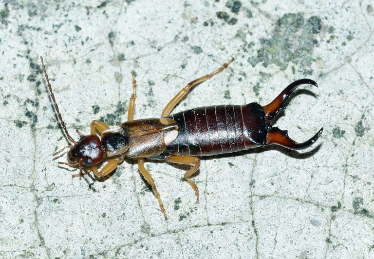 How to Get Rid of Earwigs Naturally (Ultimate Guide) | BugWiz