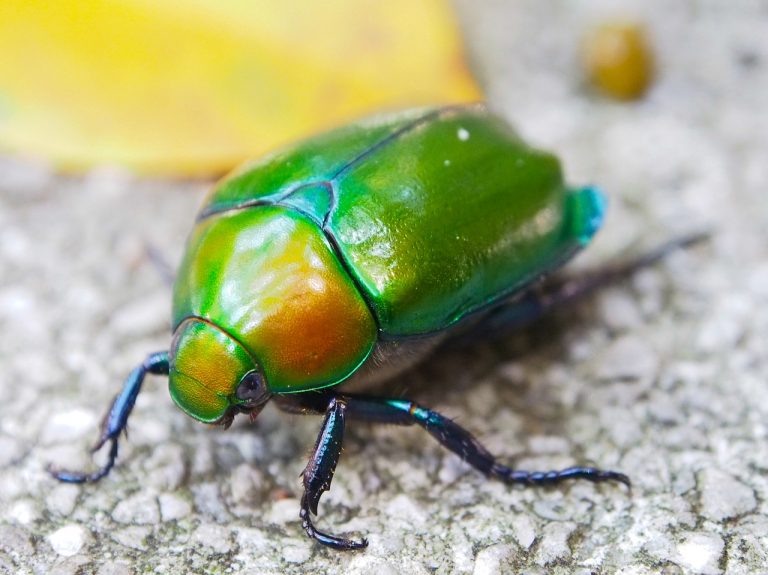 How to Get Rid of Fig Beetles Naturally (Protect Your Fig Trees!) | BugWiz