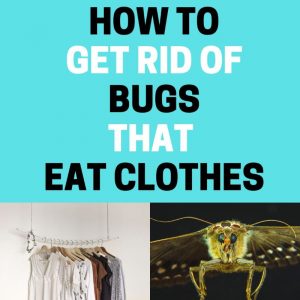 How to Get Rid of Bugs that Eat Clothes in the Closet | BugWiz