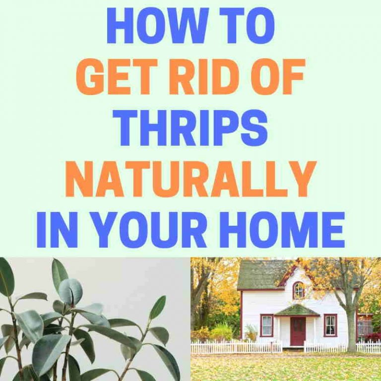 How to Get Rid of Thrips Inside the House (Ultimate Guide) | BugWiz