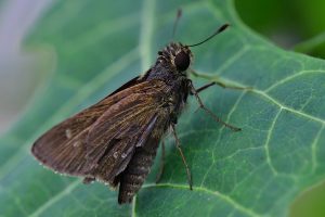 How to Get Rid of Bugs that Eat Clothes in the Closet | BugWiz