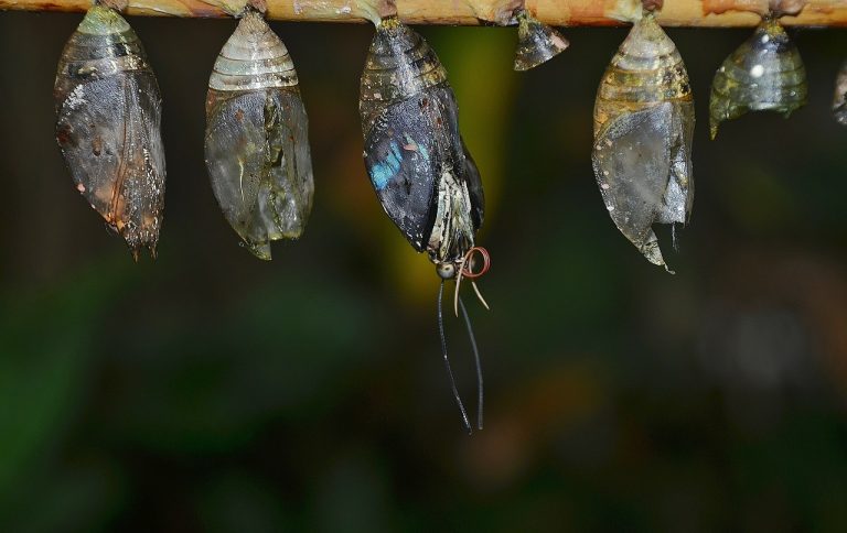 How to Get Rid of Bugs that Eat Clothes in the Closet | BugWiz