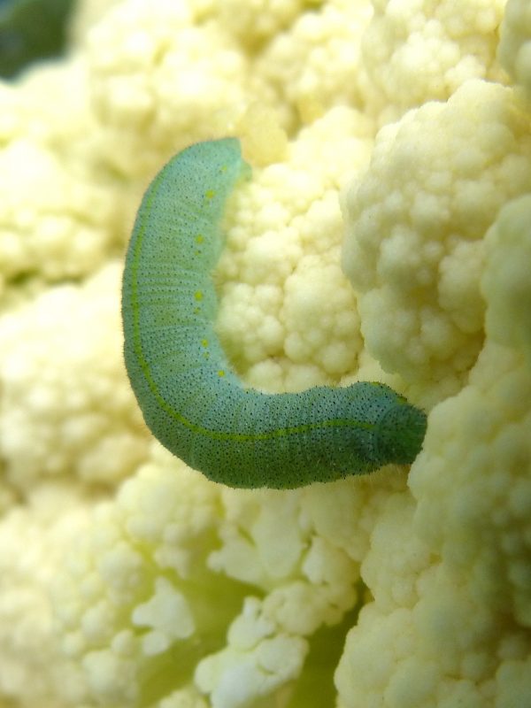 How to Get Rid of Bugs on Cauliflower Plants (Naturally) | BugWiz